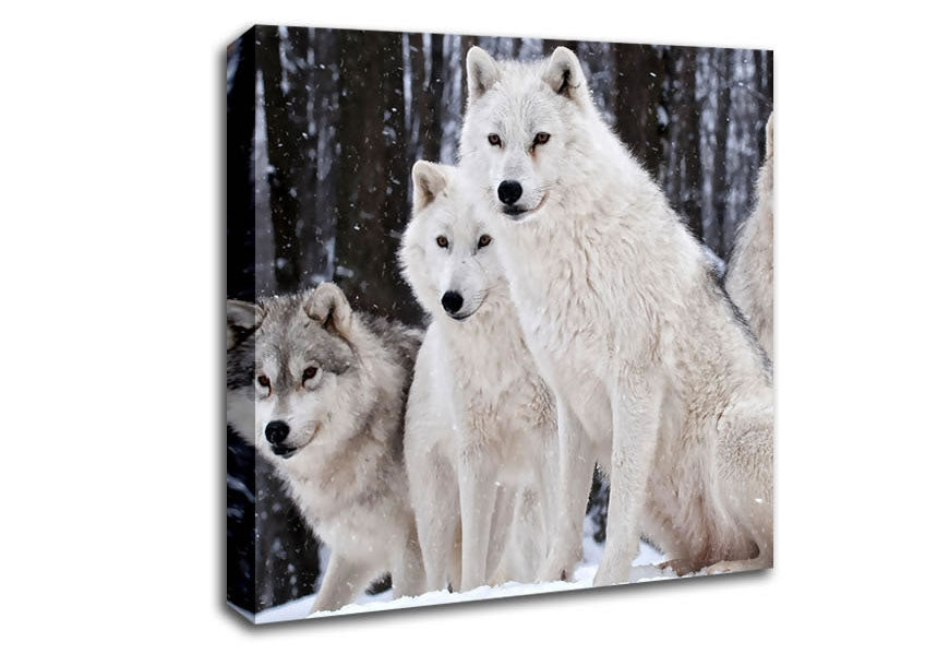 White Wolf Pack – Simply Canvas Art